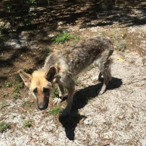 Everglades Angels Dog Rescue Inc. – SAVING ABANDONED ANGEL DOGS™ IN THE ...