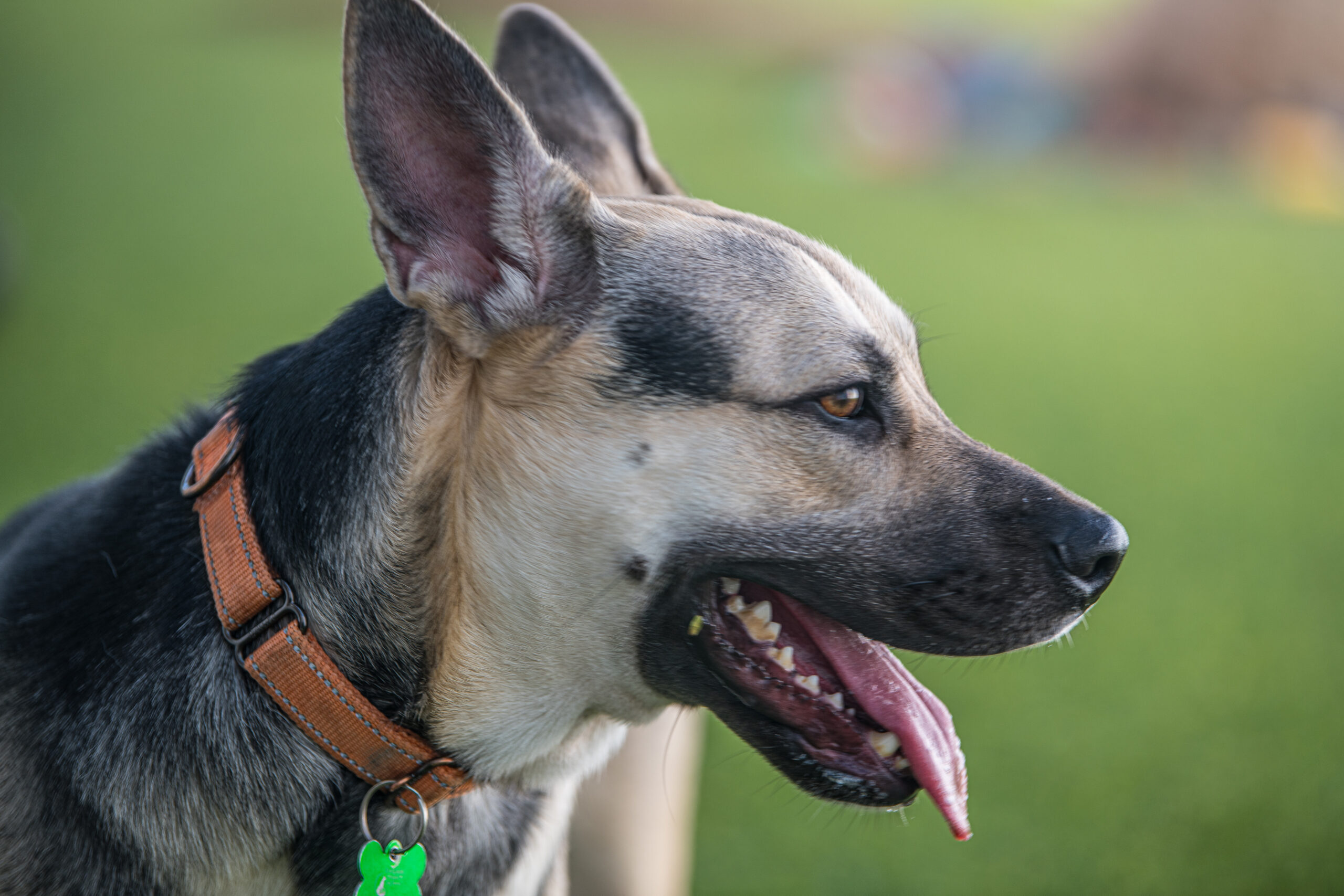 Everglades Angels Dog Rescue Inc. – SAVING ABANDONED ANGEL DOGS™ IN THE ...