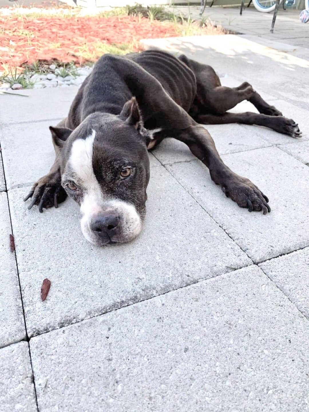 Everglades Angels Dog Rescue Inc. – SAVING ABANDONED ANGEL DOGS™ IN THE ...